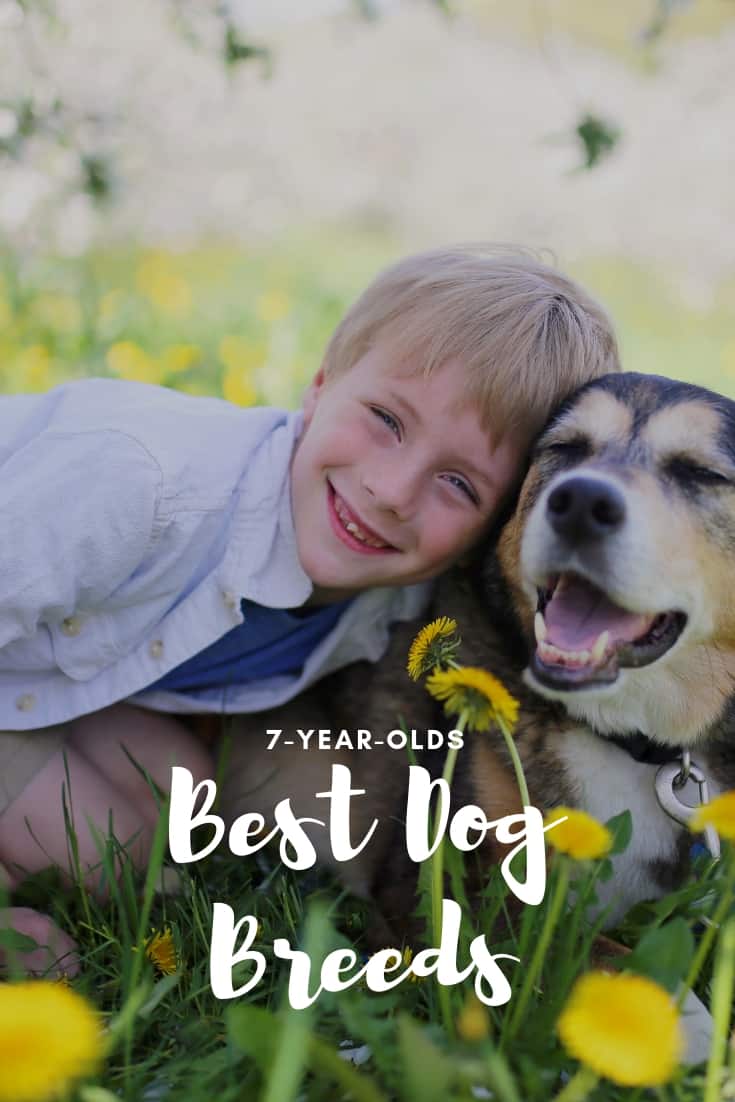 Best Dog Breeds for 7-Year-Old Kids - 7 Year Olds